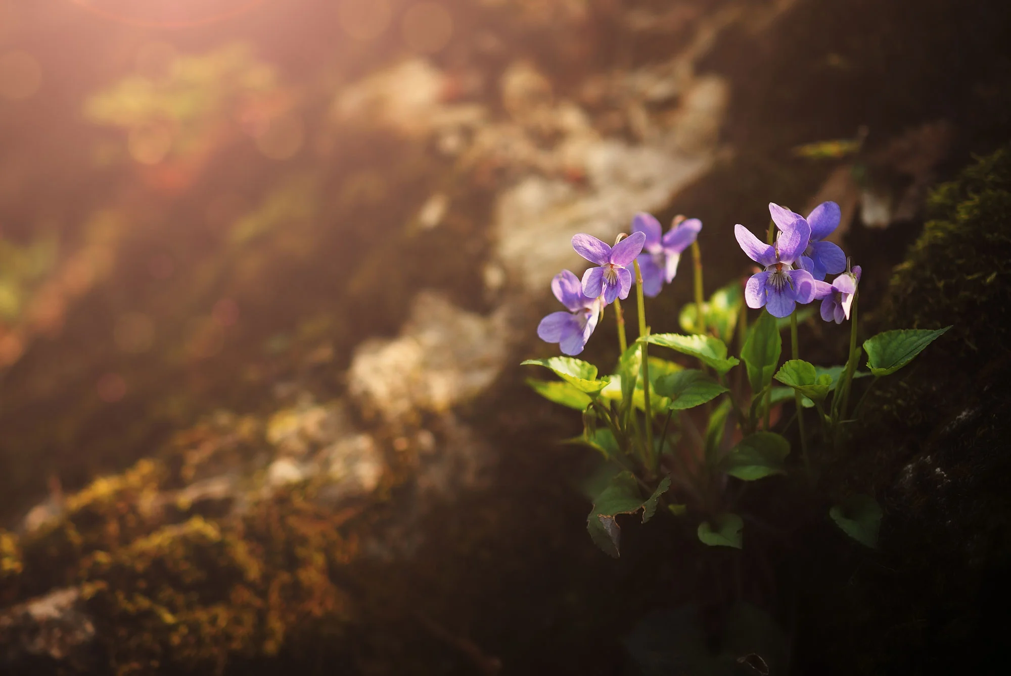 Green Burial Society Of Canada