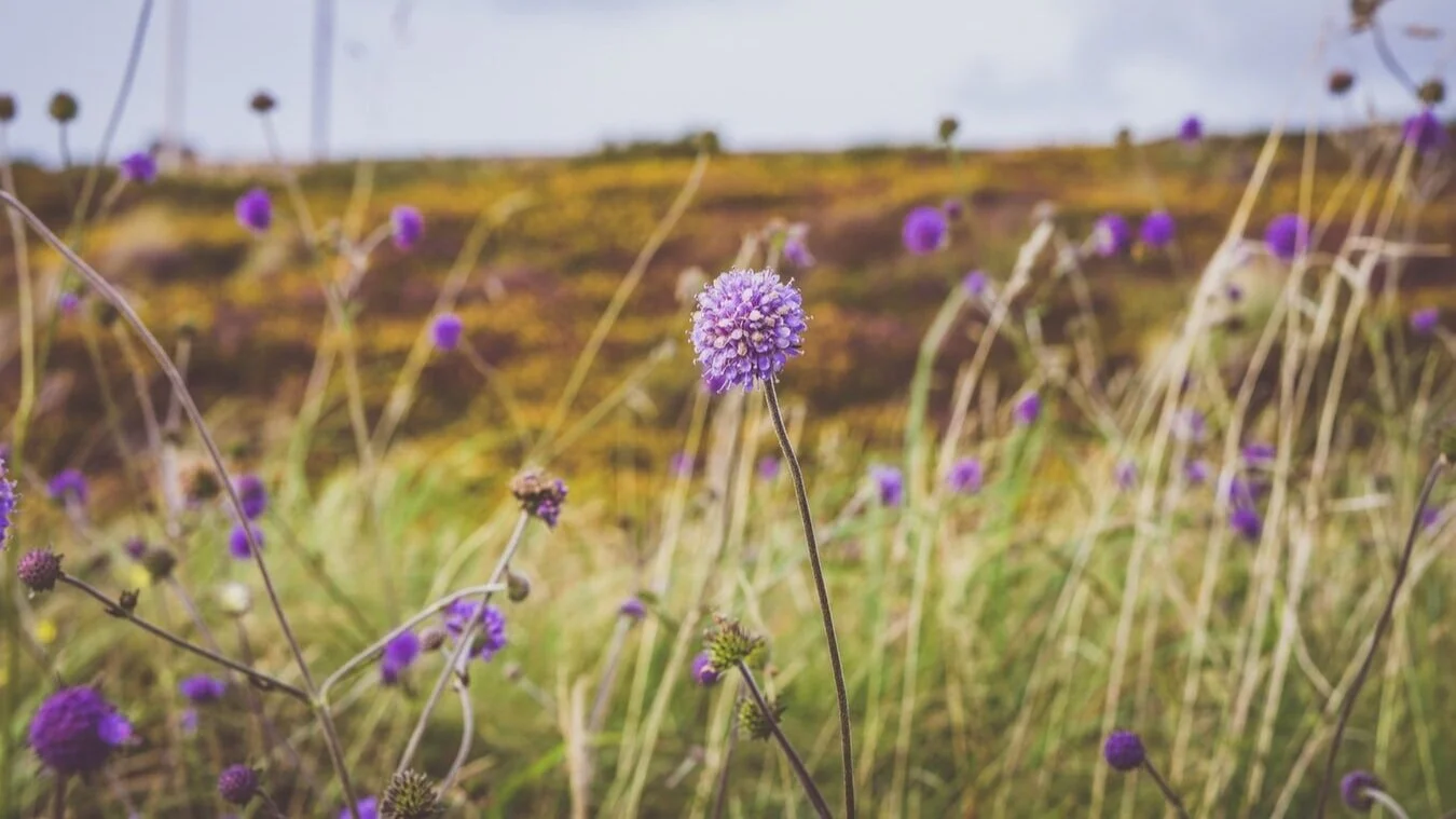 Green Burial Society Of Canada