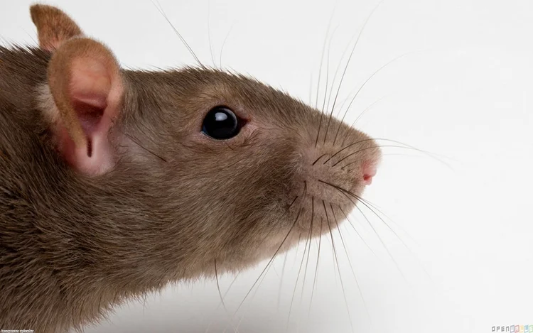 There are many different species of rats, but the main types of rats ...