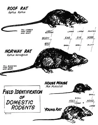 Risks & Health Issues Caused by Rodent Feces — Rapid Rodent Removal