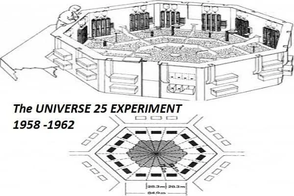Universe 25 — Rapid Rodent Removal