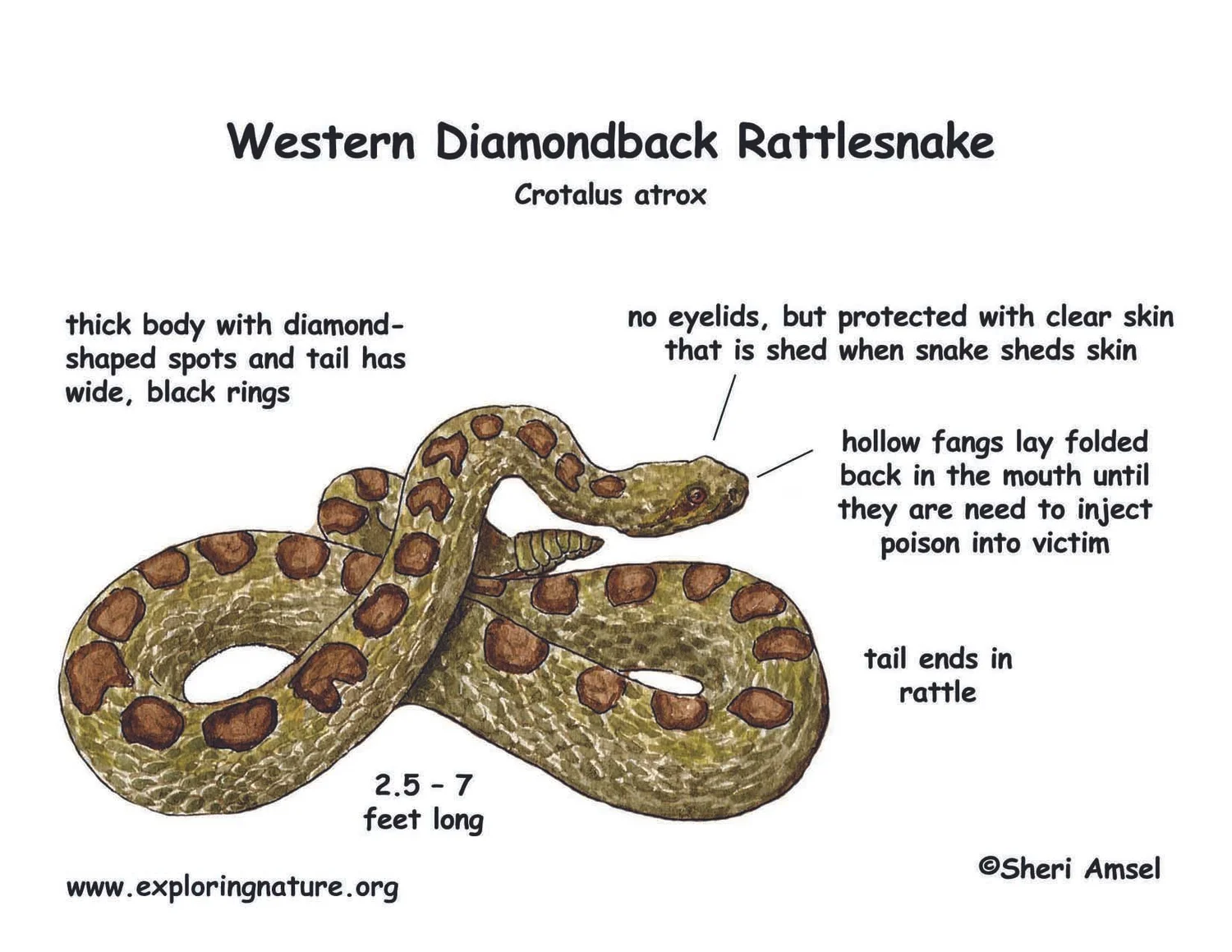 Rattlesnake — Rapid Rodent Removal