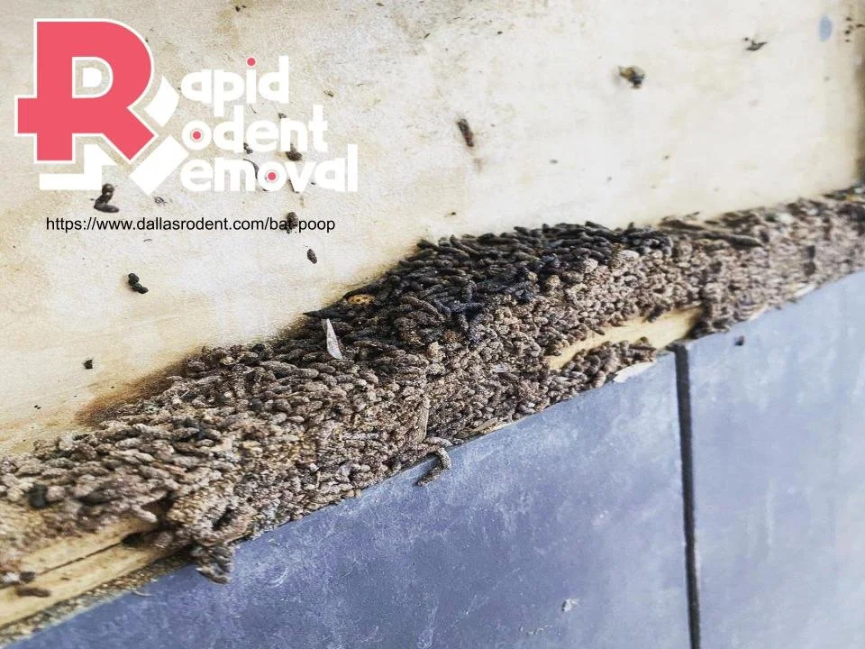 Backyard Animal Poop Identification — Rapid Rodent Removal