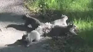 Squirrel King — Rapid Rodent Removal