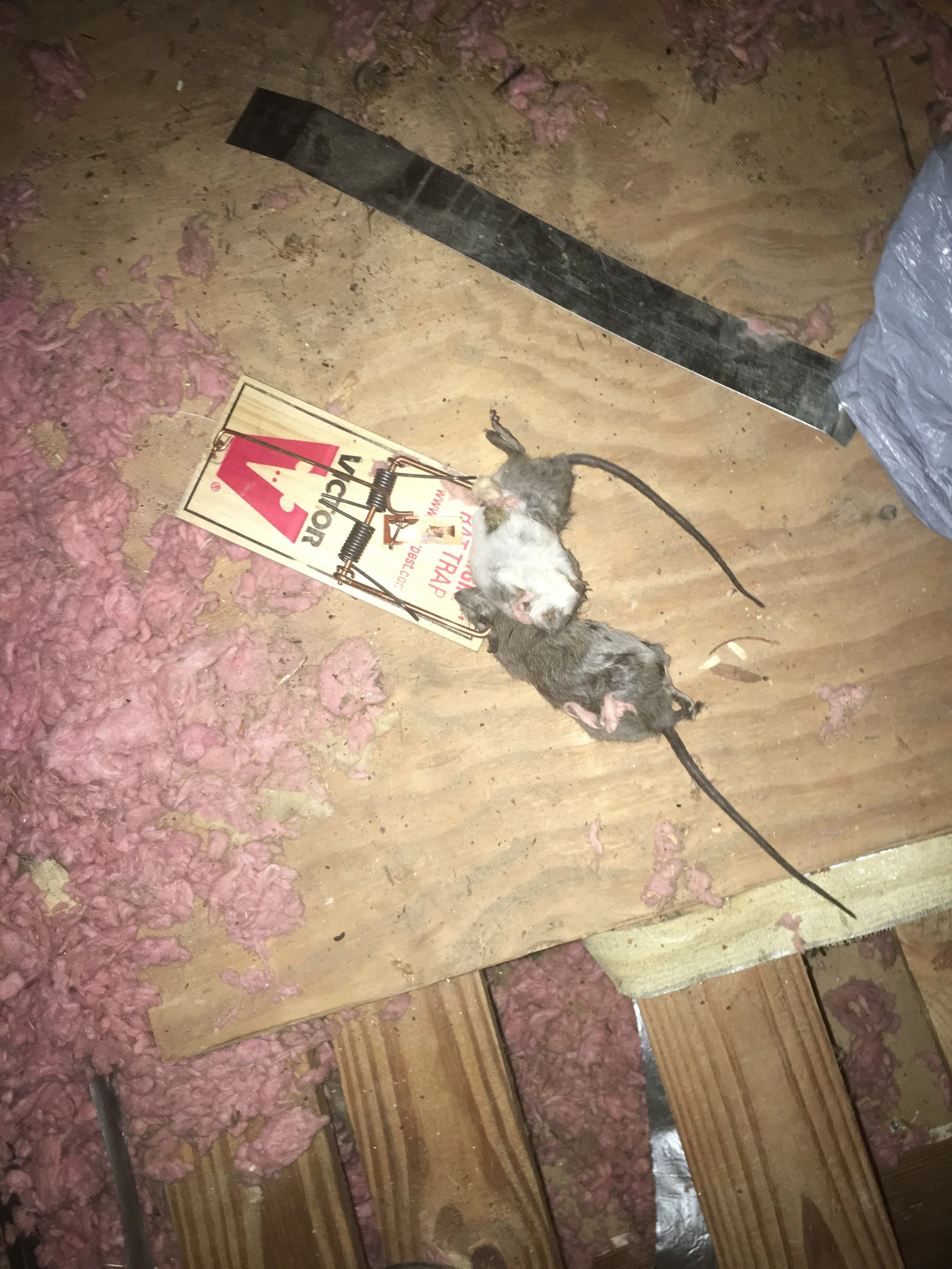 Dead rat — Rapid Rodent Removal