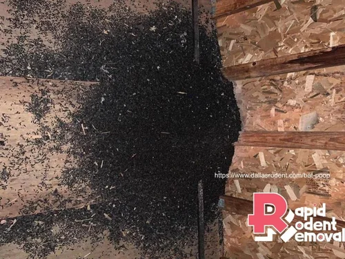 What does bat poop look like — Rapid Rodent Removal