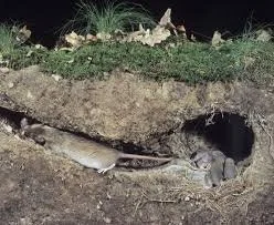 Where Do Rats nest ? How to identify a rat nest or rat burrow or a rat ...