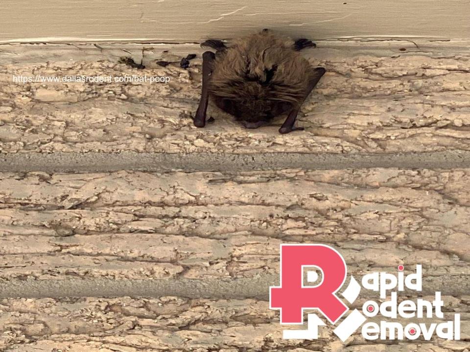 What does bat poop look like — Rapid Rodent Removal
