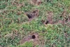 Snake Holes In Yard — Rapid Rodent Removal