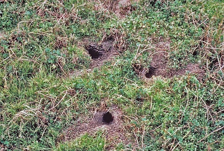 Snake Holes In Yard — Rapid Rodent Removal