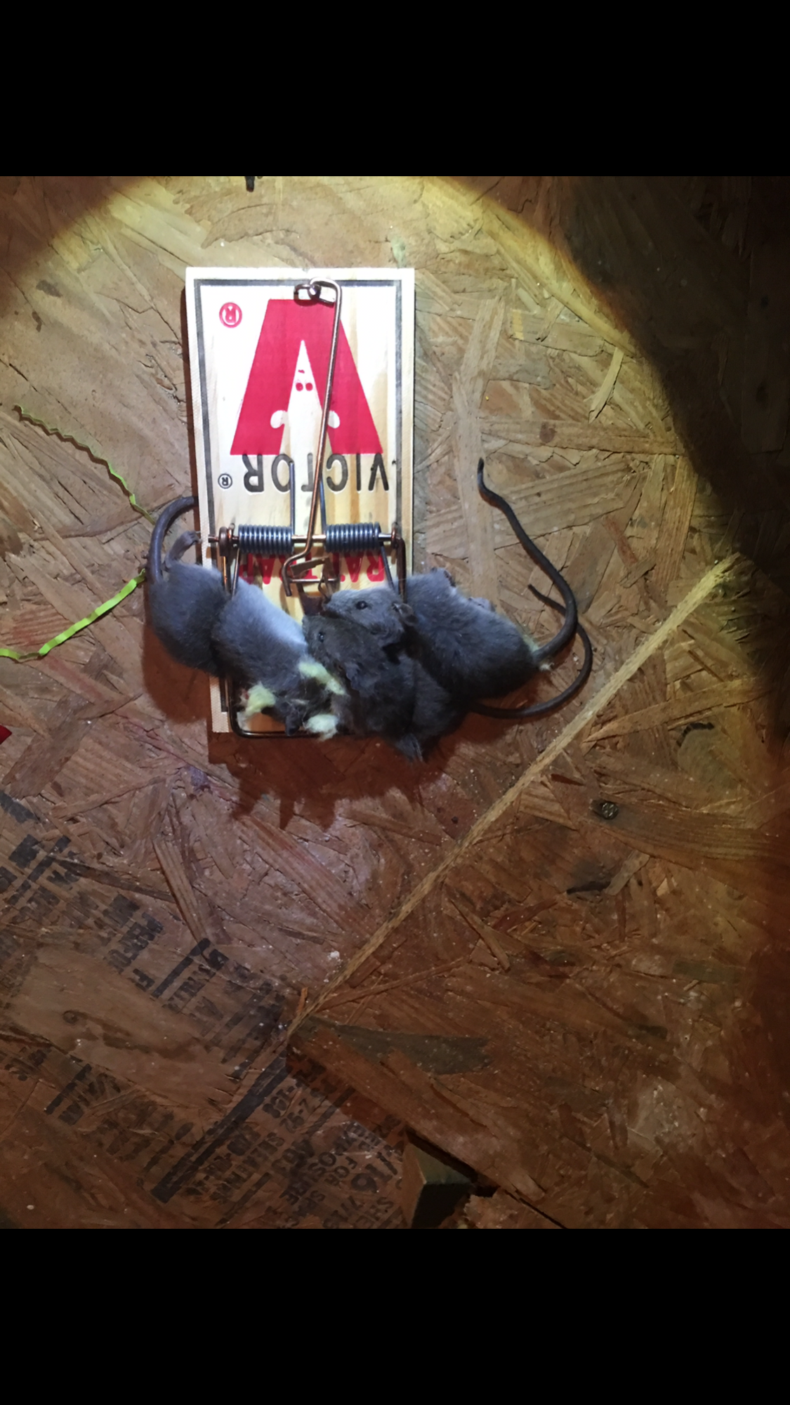 How to tell difference between Rats & Mice | Rat vs Mouse Pictures ...