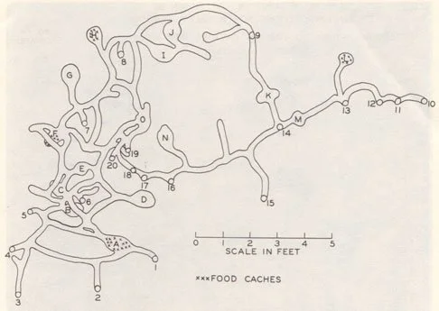 Where Do Rats nest ? How to identify a rat nest or rat burrow or a rat ...