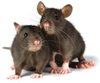 Mouse Sounds & Noises — Rapid Rodent Removal