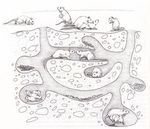 Where Do Rats nest ? How to identify a rat nest or rat burrow or a rat ...