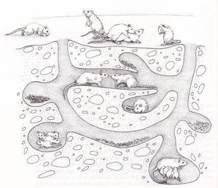 Where Do Rats nest ? How to identify a rat nest or rat burrow or a rat ...