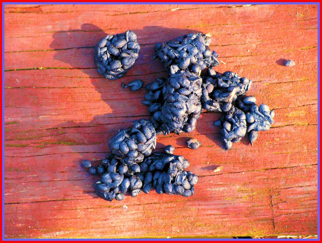 Backyard Animal Poop Identification — Rapid Rodent Removal