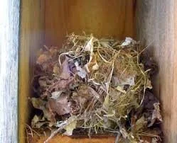 Where Do Rats nest ? How to identify a rat nest or rat burrow or a rat ...