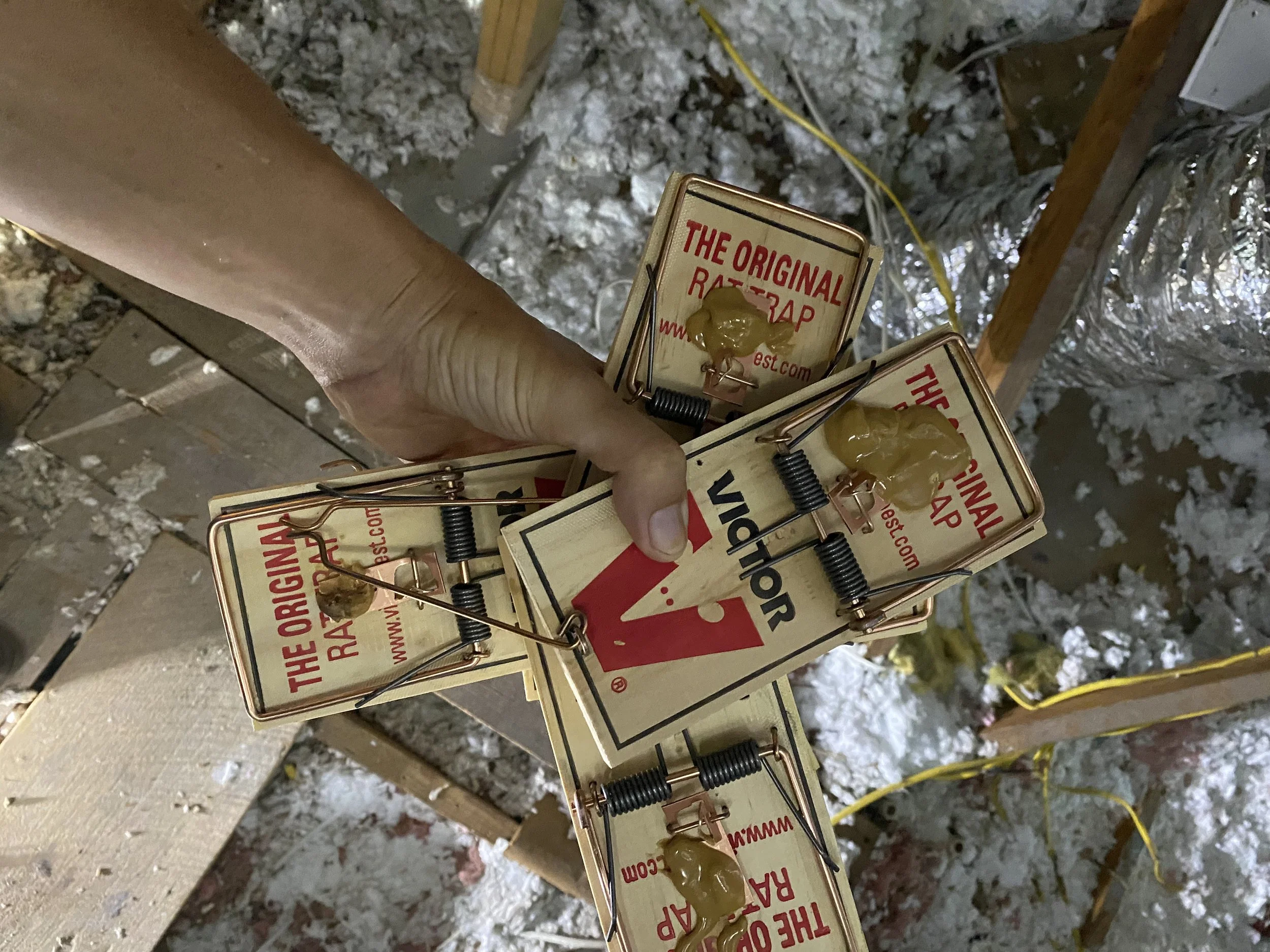 How to tell difference between Rats & Mice | Rat vs Mouse Pictures ...