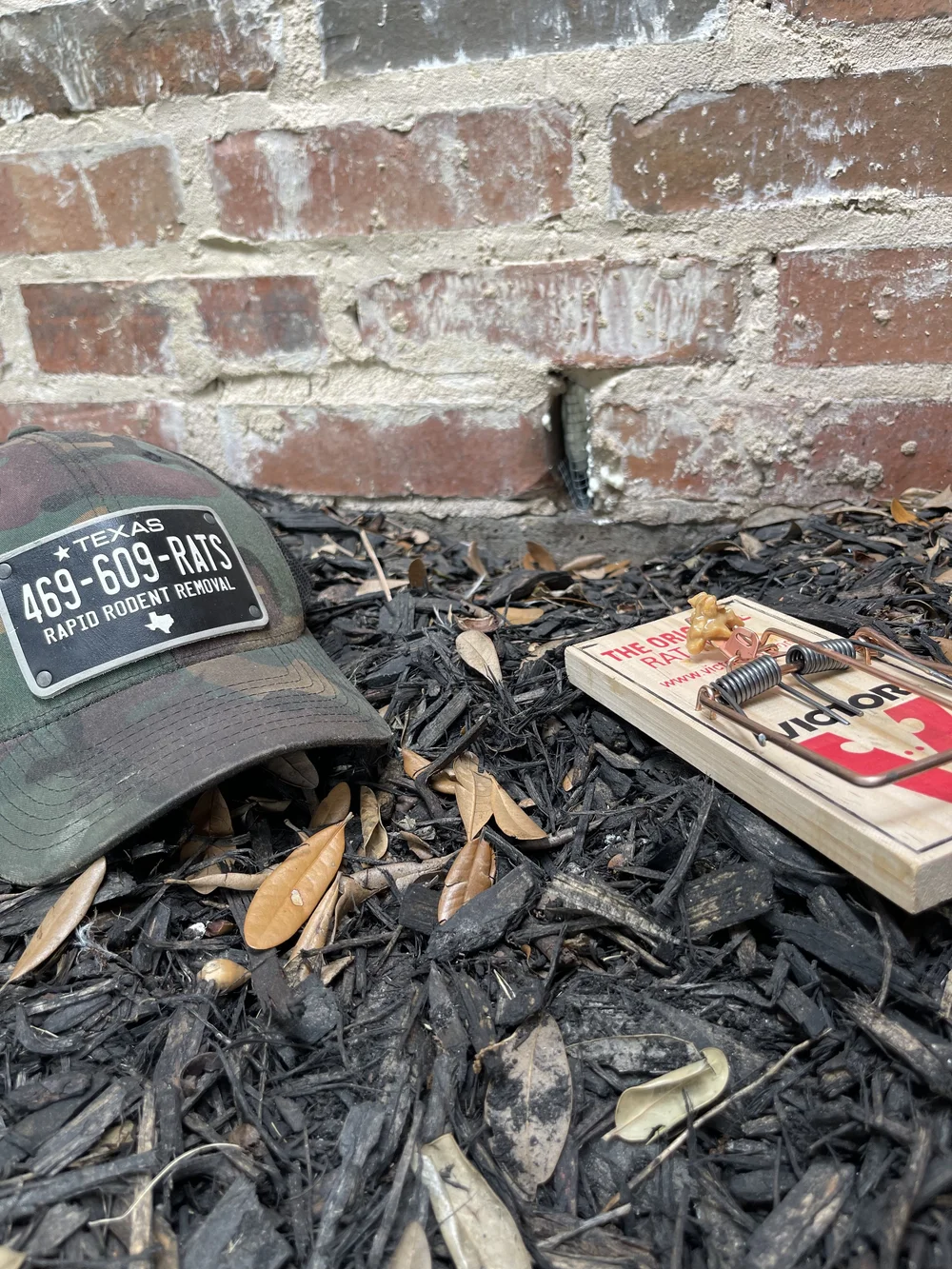 Rat Trapping tips : How to catch a rat & set a rat trap with sucess ...