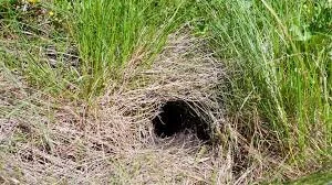 Snake Holes In Yard — Rapid Rodent Removal