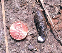 Backyard Animal Poop Identification — Rapid Rodent Removal