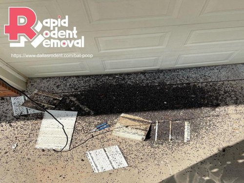 What does bat poop look like — Rapid Rodent Removal