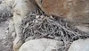 Where Do Rats nest ? How to identify a rat nest or rat burrow or a rat ...