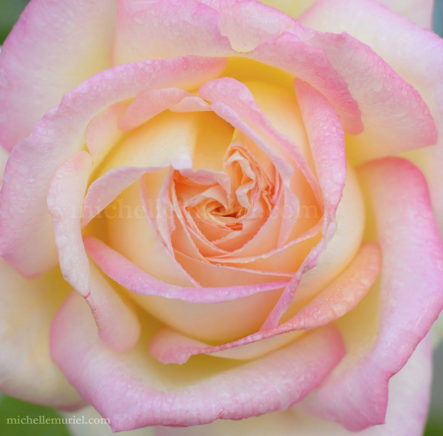 FAQ: History Behind Michelle Muriel’s Bestselling Novels ESSIE’S ROSES ...
