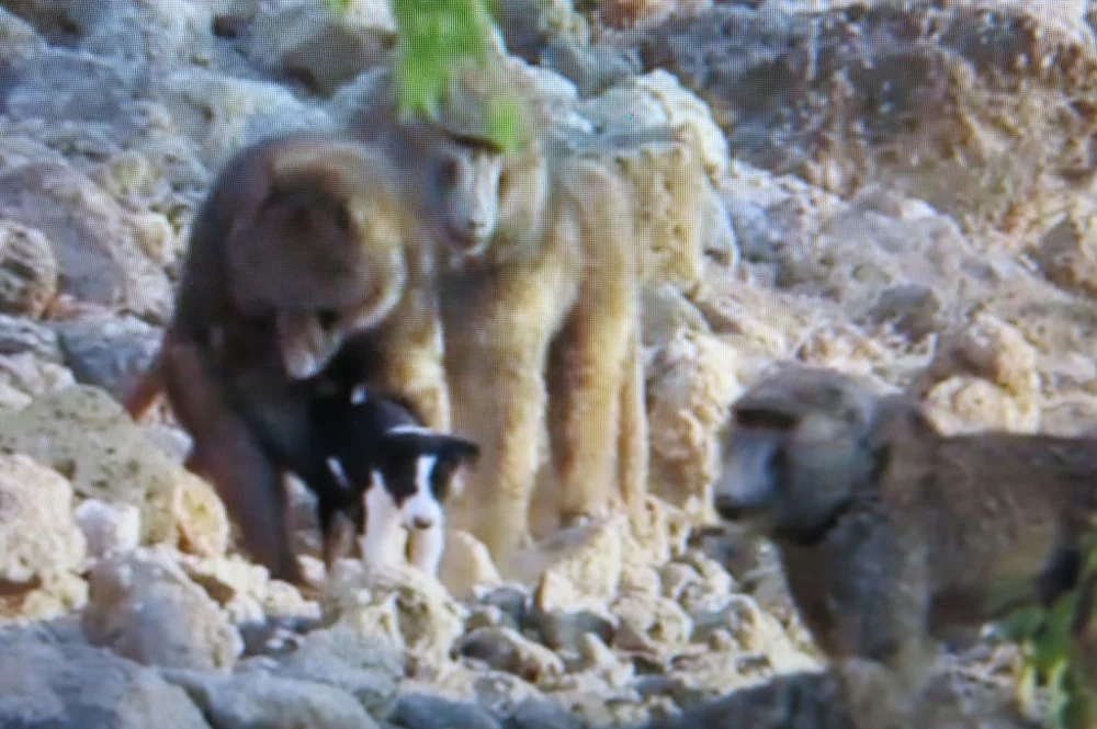 Do Baboons Keep Dogs as Pets? — The Naturalist's Notebook