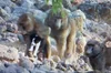 Do Baboons Keep Dogs as Pets? — The Naturalist's Notebook