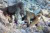 Do Baboons Keep Dogs as Pets? — The Naturalist's Notebook
