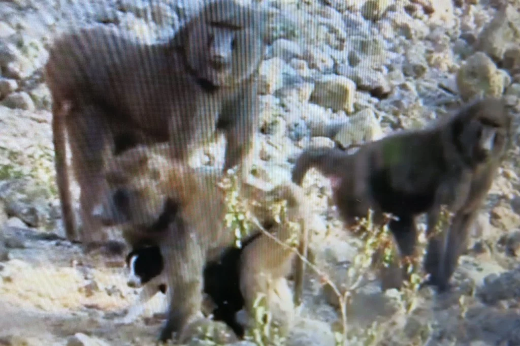 Do Baboons Keep Dogs as Pets? — The Naturalist's Notebook