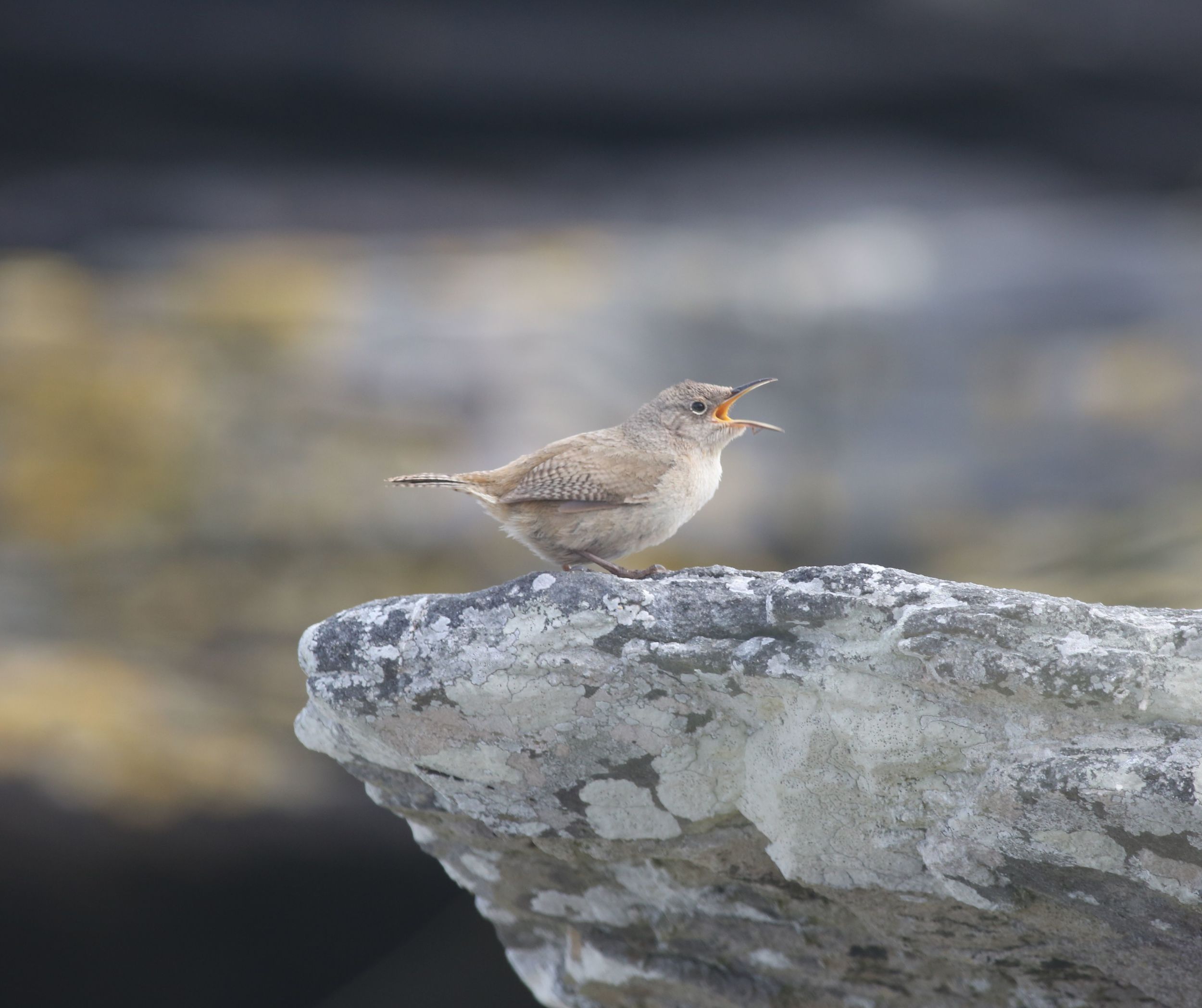 Antarctic Diary: The Falklands' Endemic Birds and the Value of Sitting ...