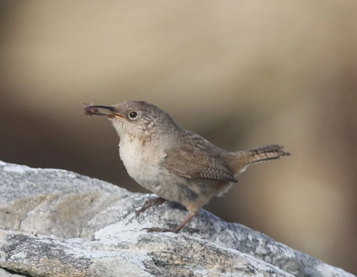 Antarctic Diary: The Falklands' Endemic Birds and the Value of Sitting ...