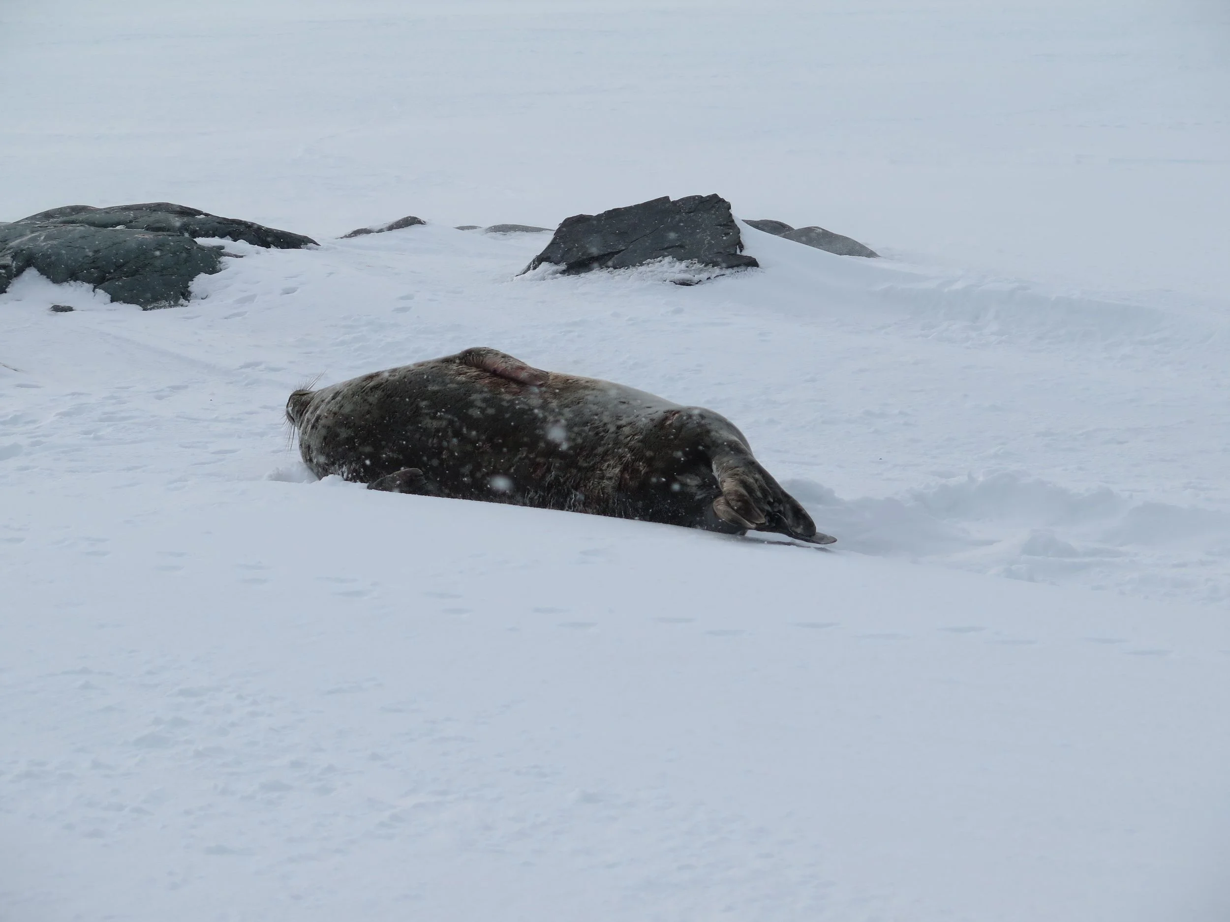 50-Foot Waves, the South Shetland Islands and Antarctica — The ...