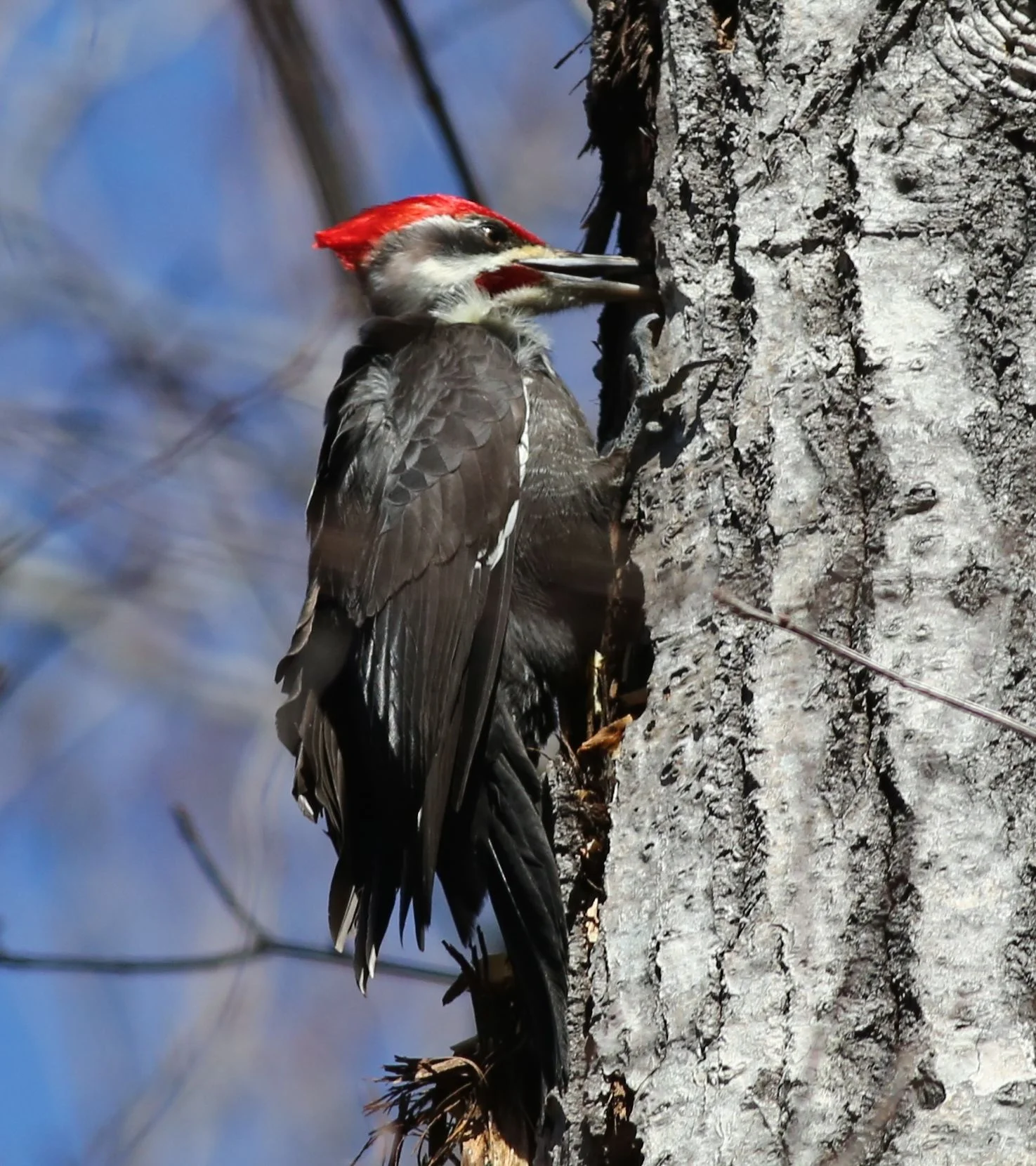 How a Pileated Woodpecker Works — The Naturalist's Notebook