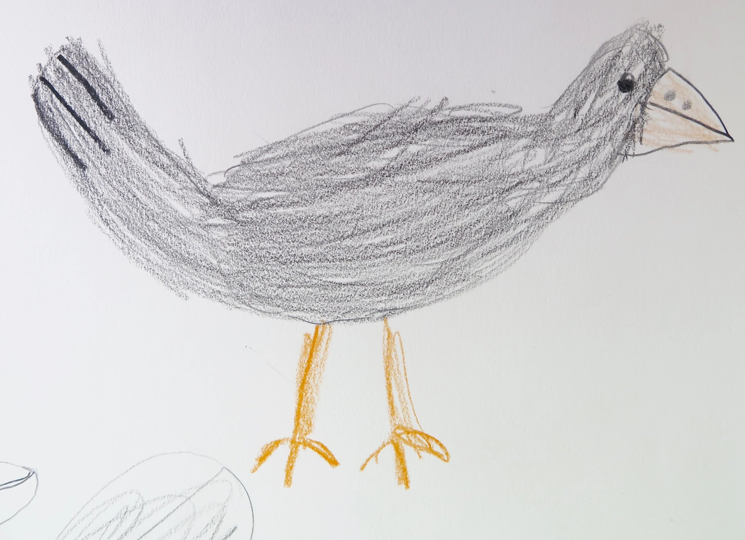 How to Draw a Raven — The Naturalist's Notebook