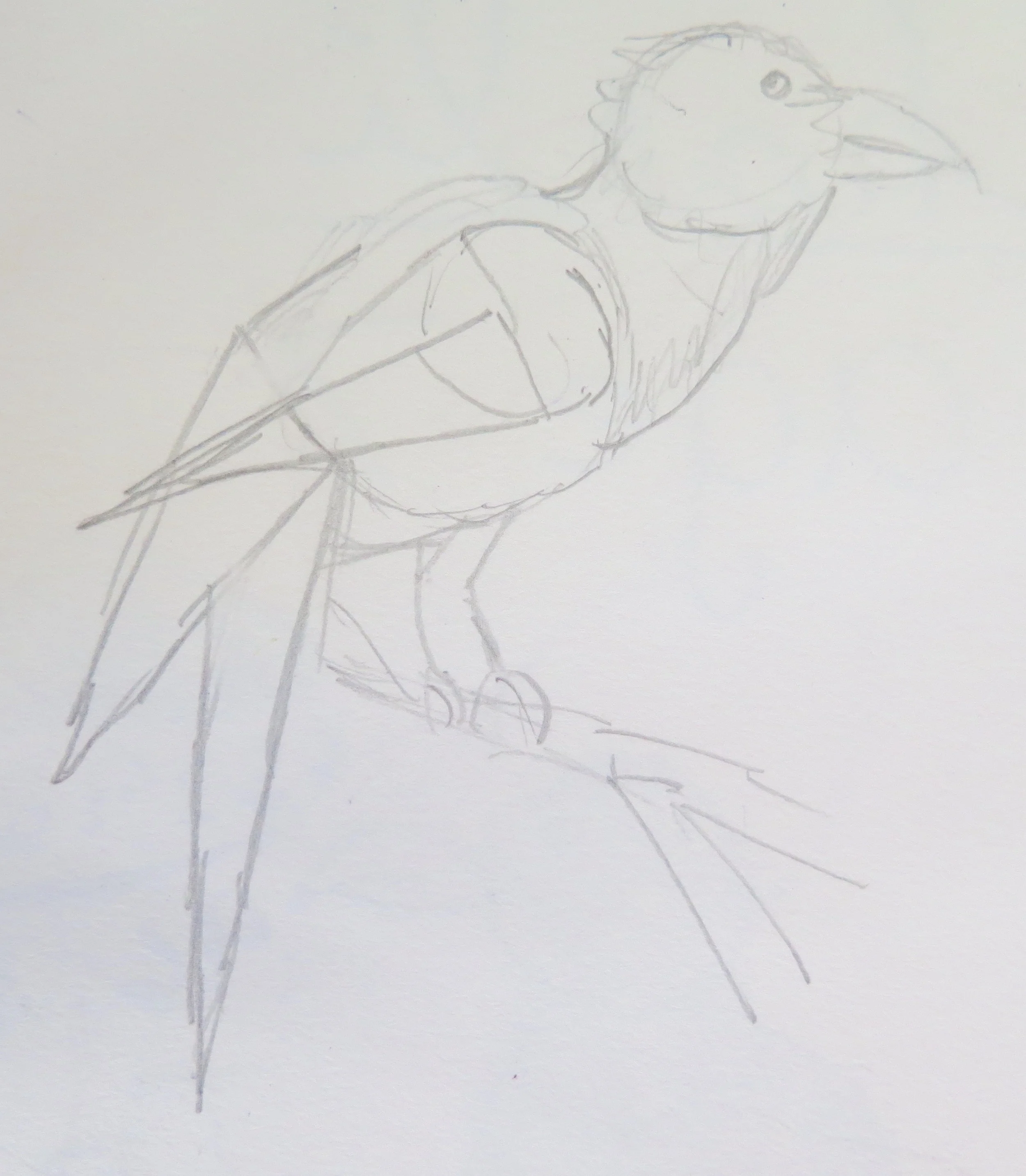 How to Draw a Raven — The Naturalist's Notebook