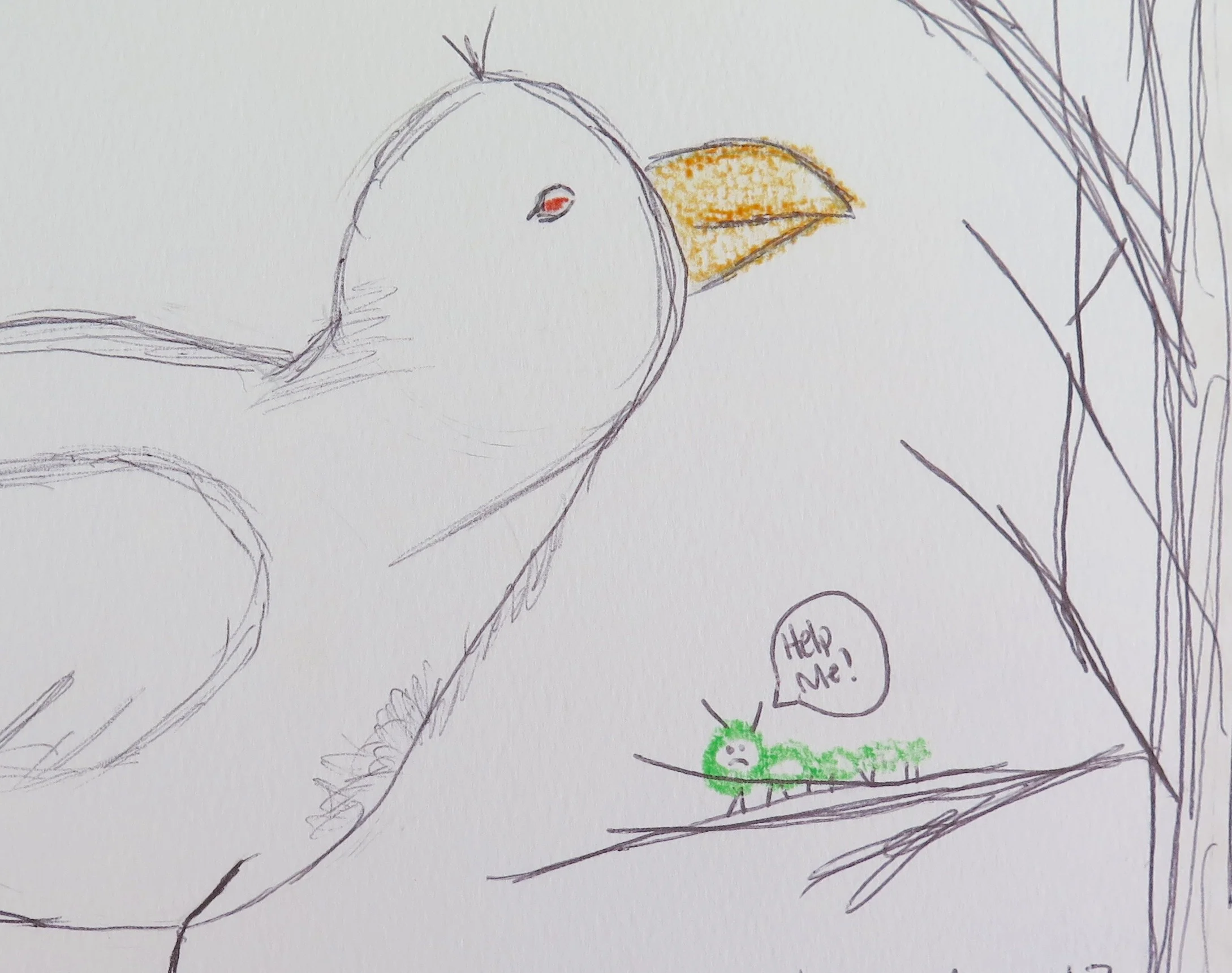 How to Draw a Raven — The Naturalist's Notebook