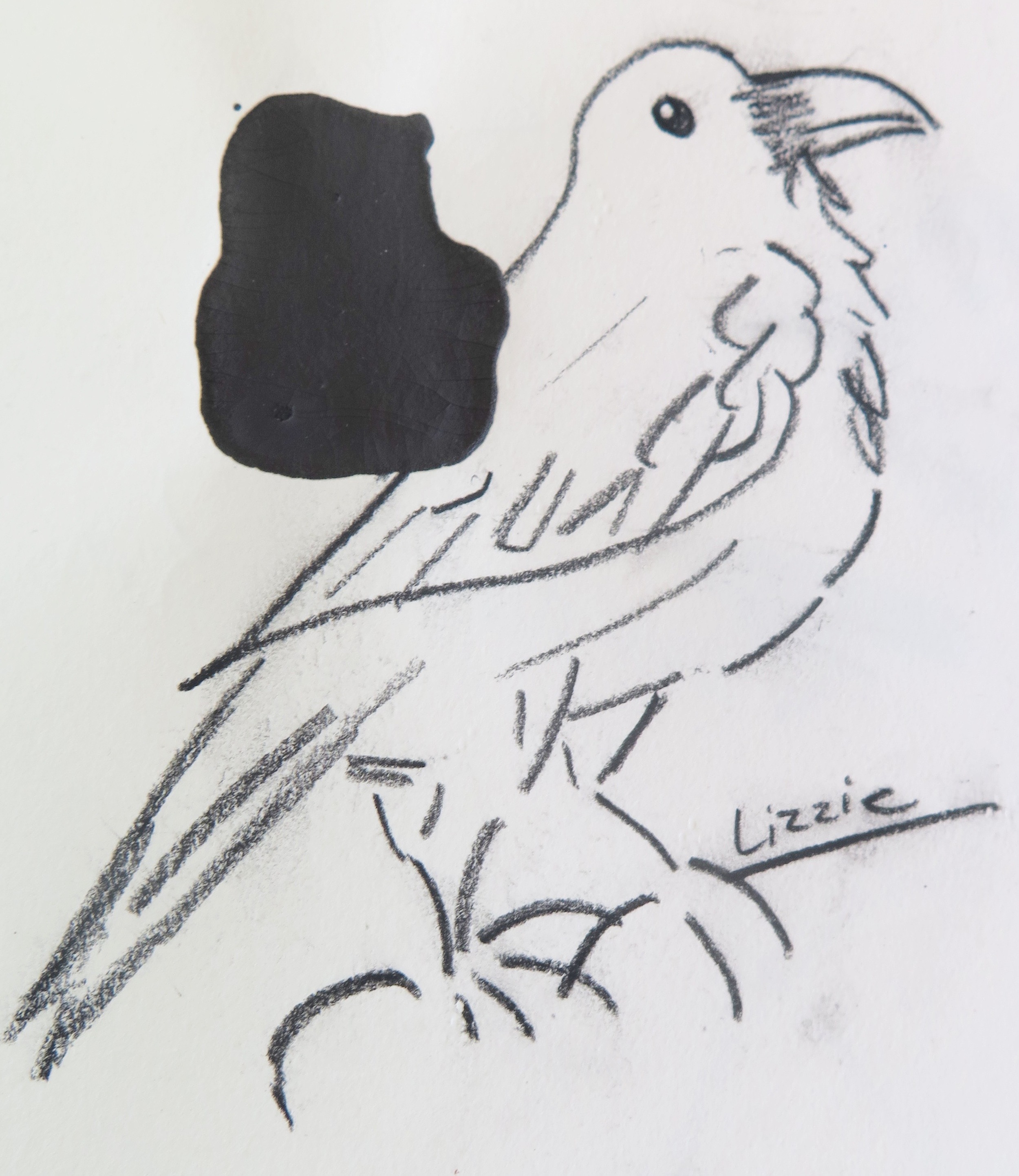 How to Draw a Raven — The Naturalist's Notebook