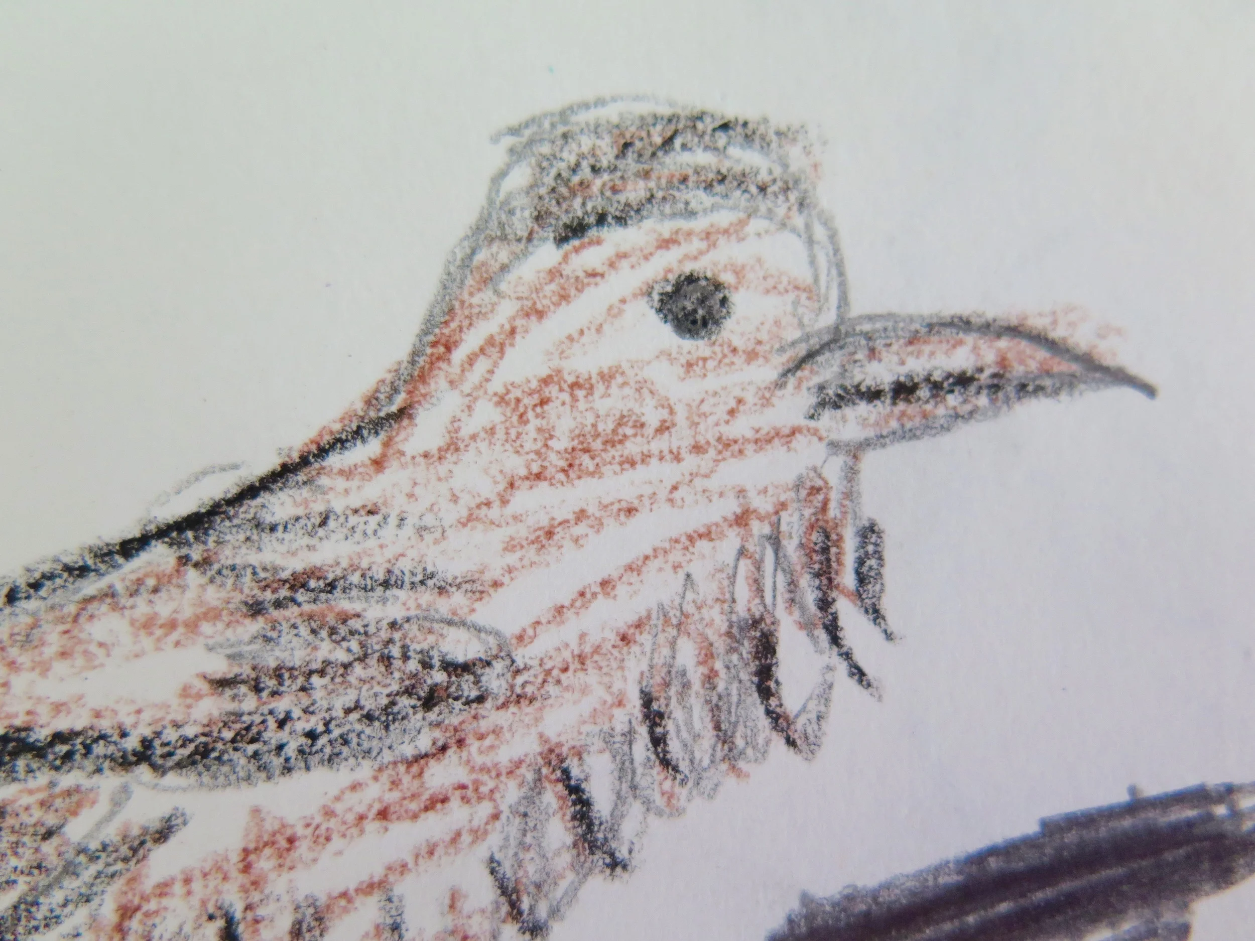 How to Draw a Raven — The Naturalist's Notebook