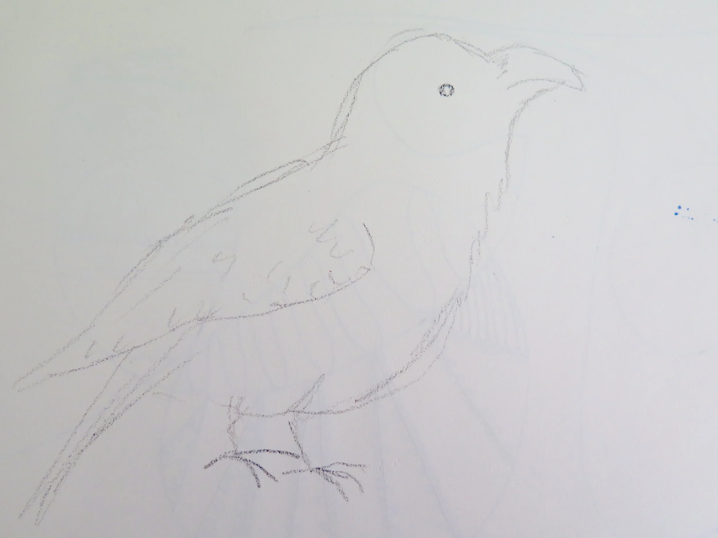 How to Draw a Raven — The Naturalist's Notebook