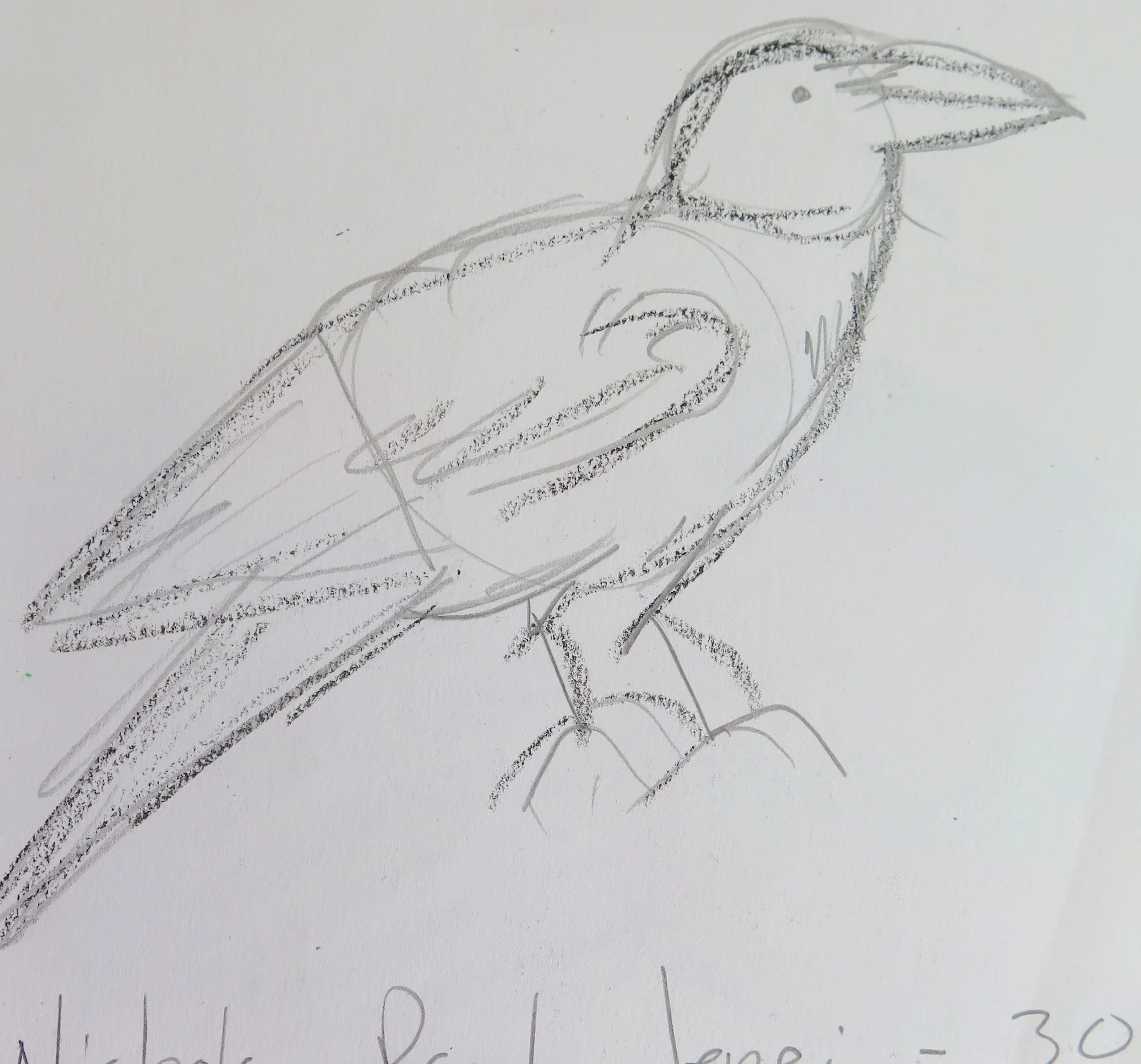 How to Draw a Raven — The Naturalist's Notebook