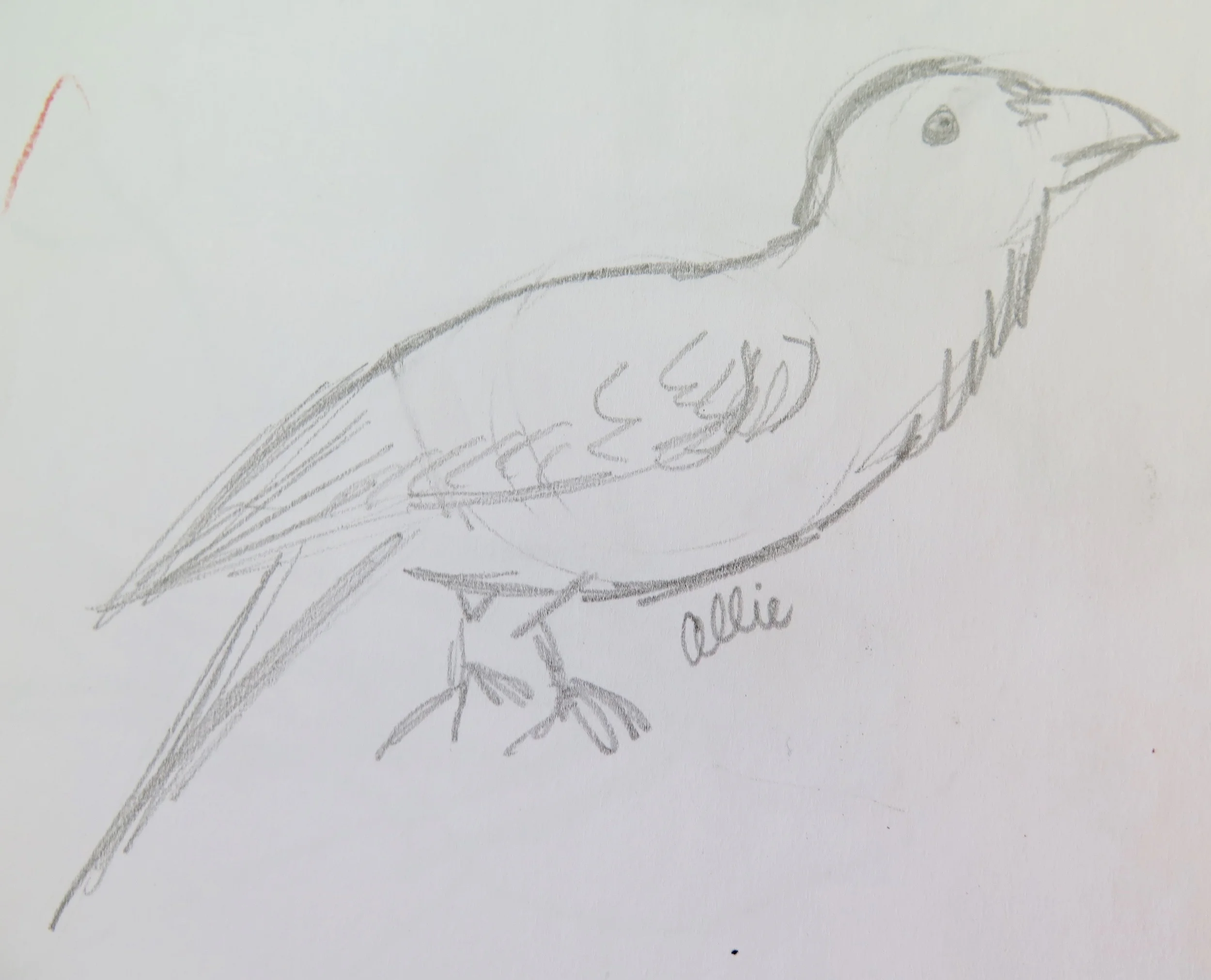 How to Draw a Raven — The Naturalist's Notebook