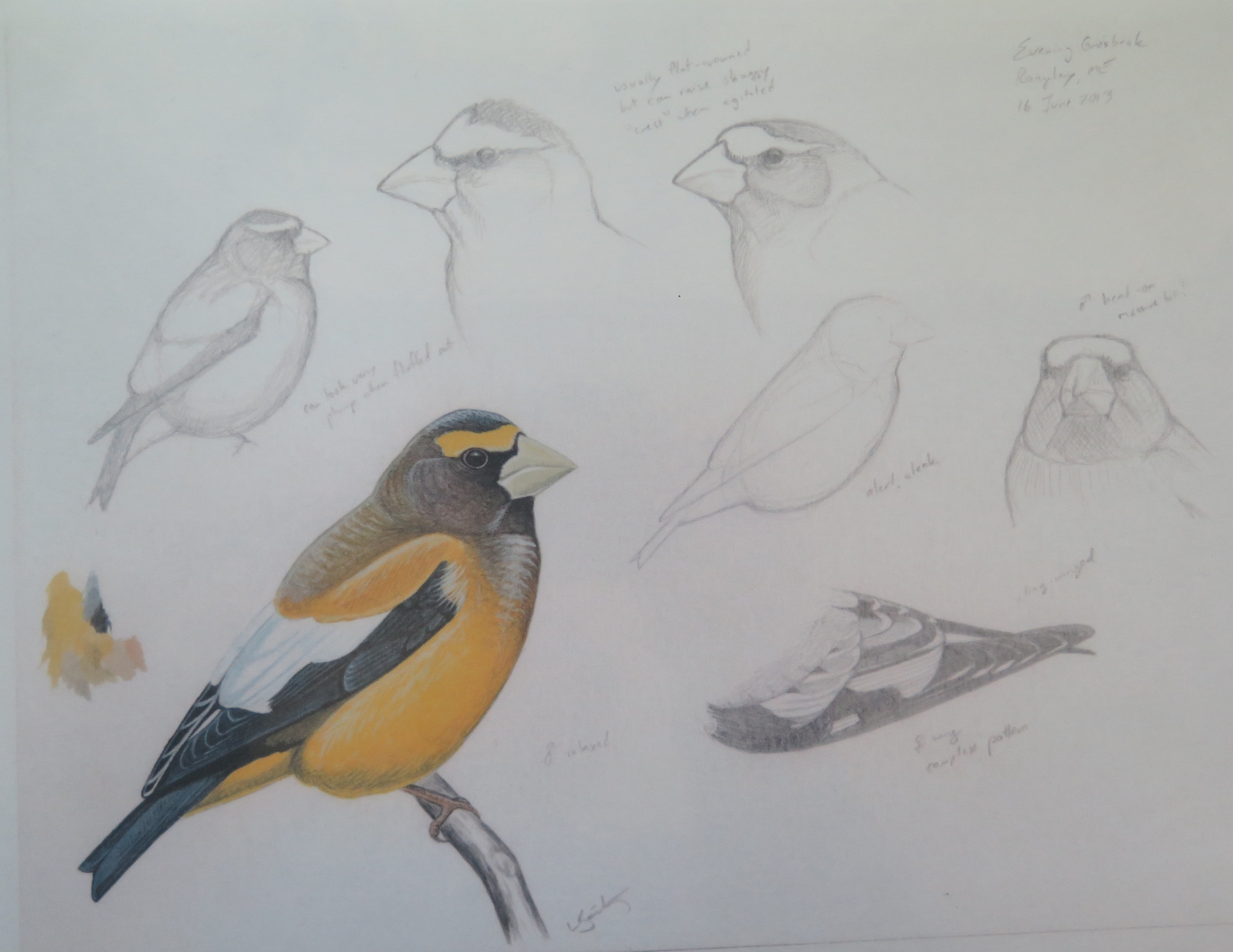 How to Draw a Grosbeak — The Naturalist's Notebook