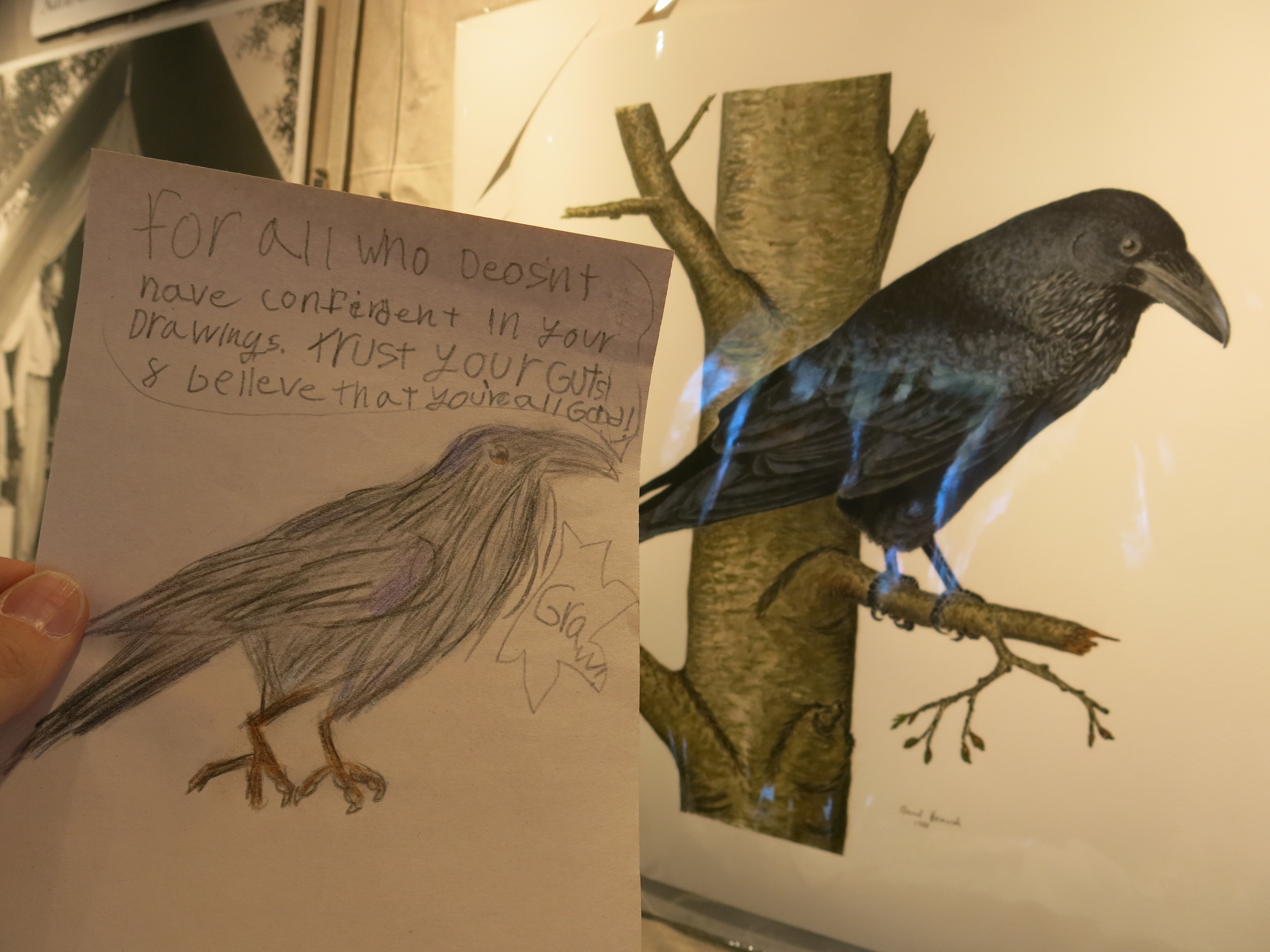 How to Draw a Raven — The Naturalist's Notebook