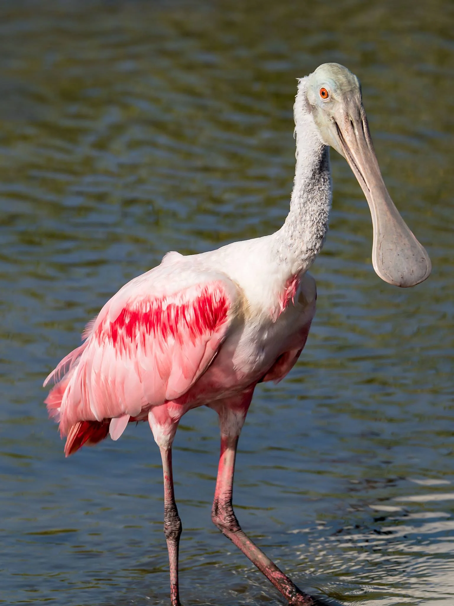 Roseate Spoonbills in South Carolina — The Naturalist's Notebook