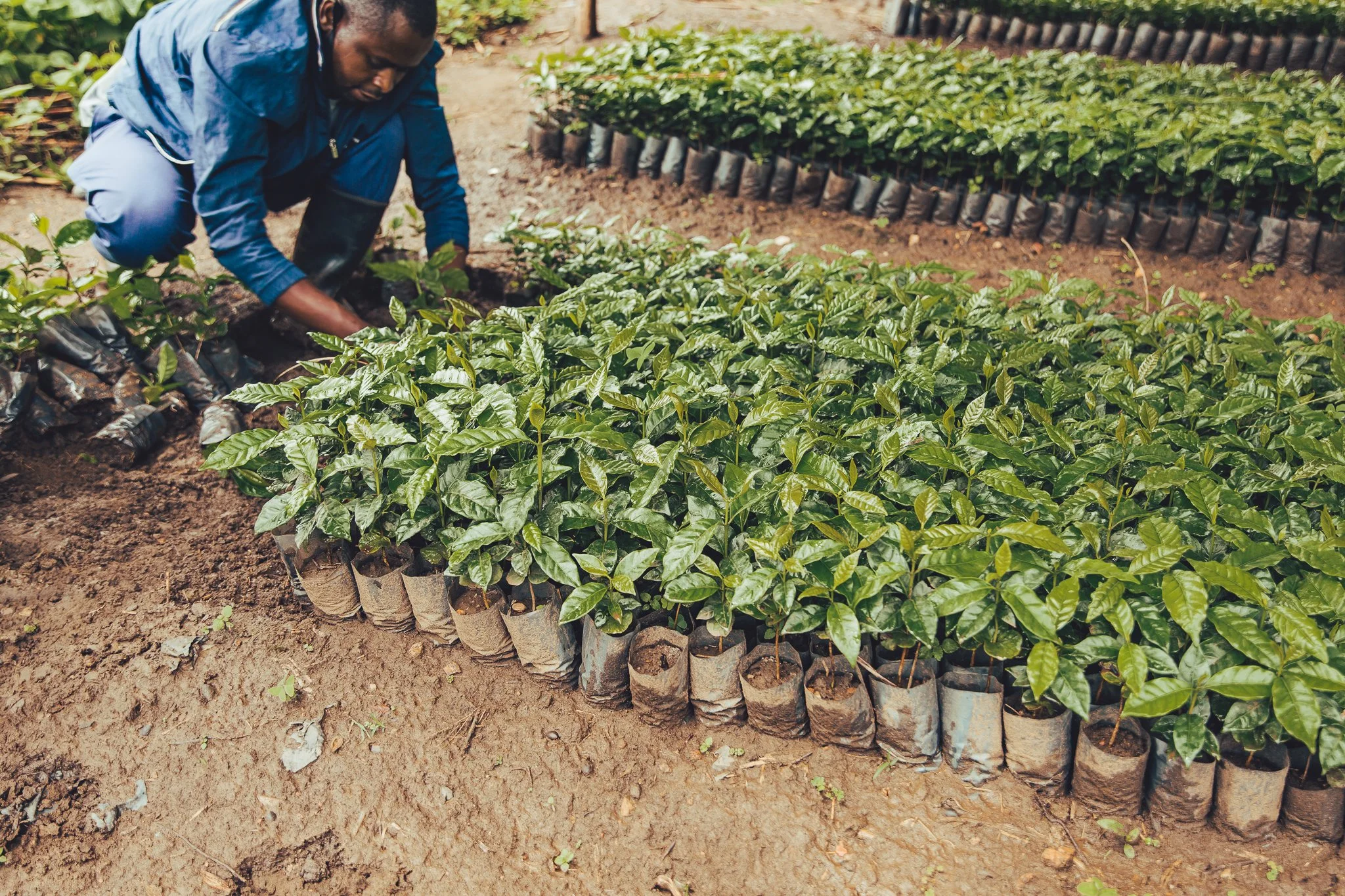 FIELD NOTES: 150,000 Seedlings Planted — Kula Project