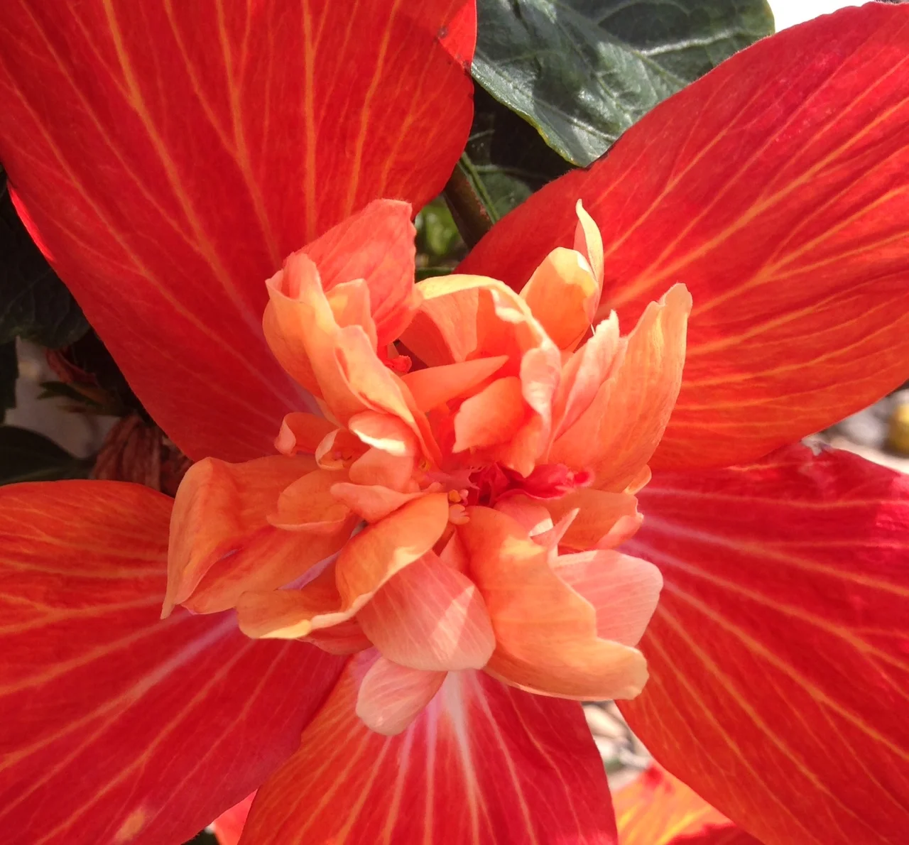 Island Flower - Clearlight Jewelry