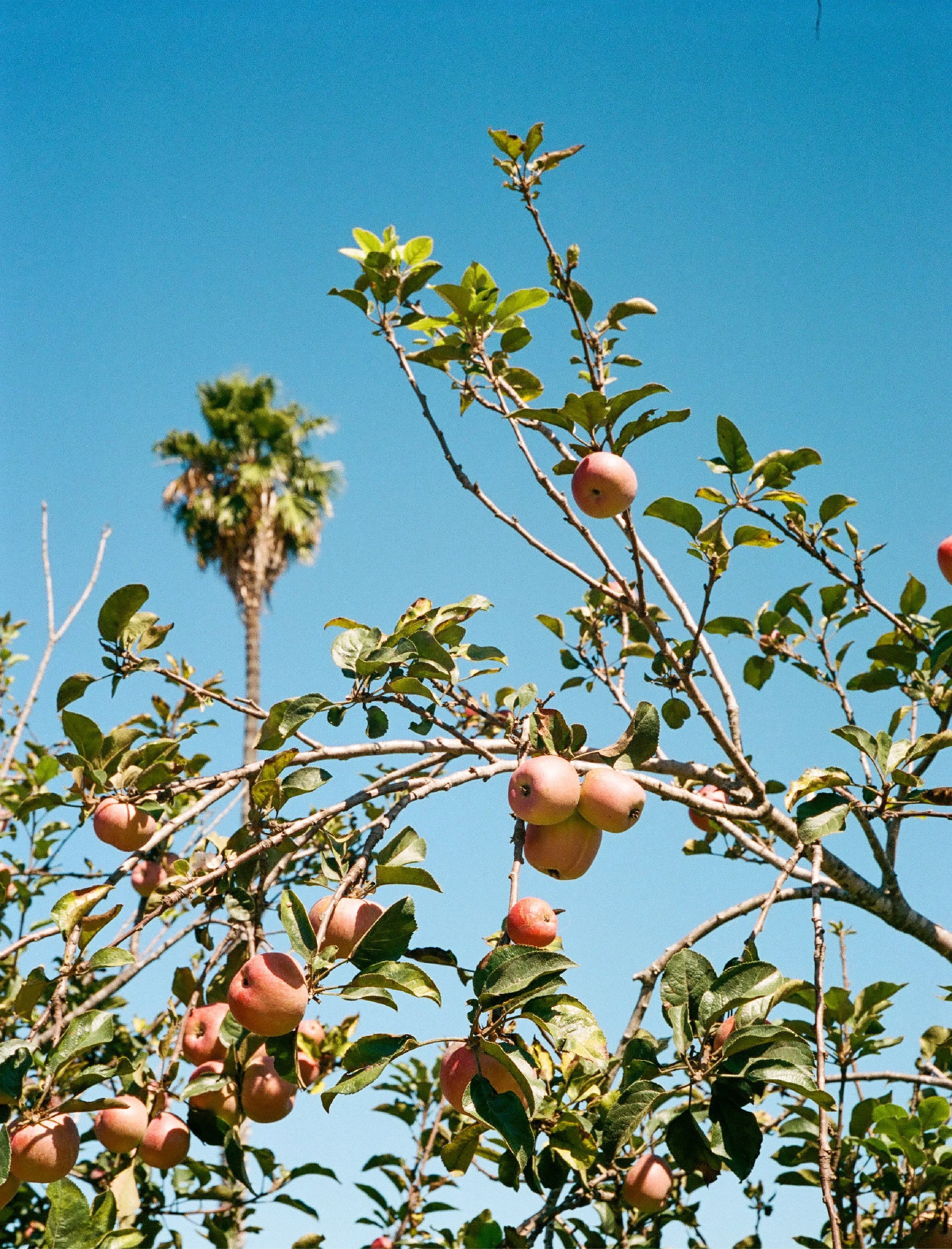 Chino Farm